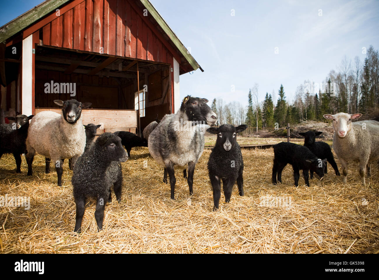 Tree and animal hi-res stock photography and images - Alamy
