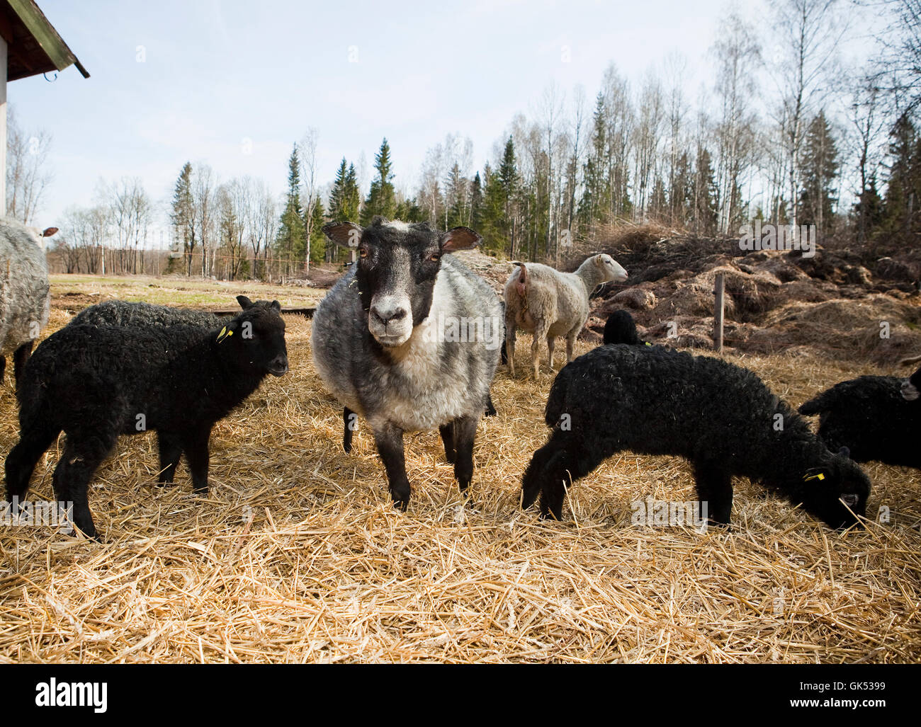 some several a few Stock Photo - Alamy