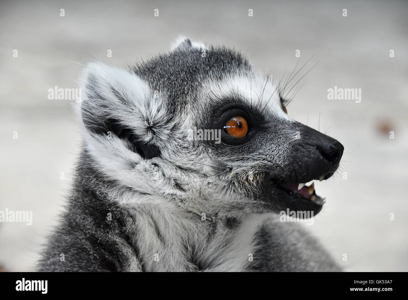 Lemur portrait mouth hi-res stock photography and images - Alamy