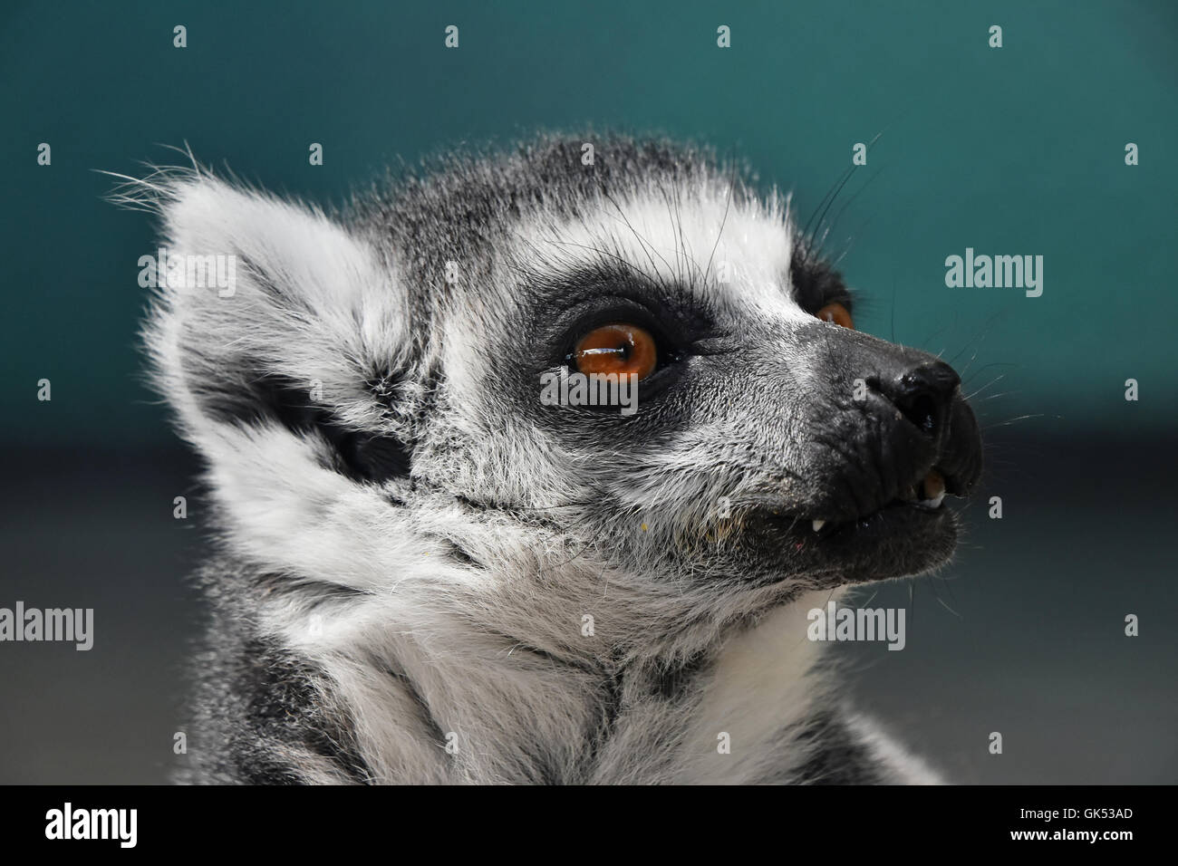 Close up portrait of one cute ring-tailed lemur (aka lemur catta, maky ...