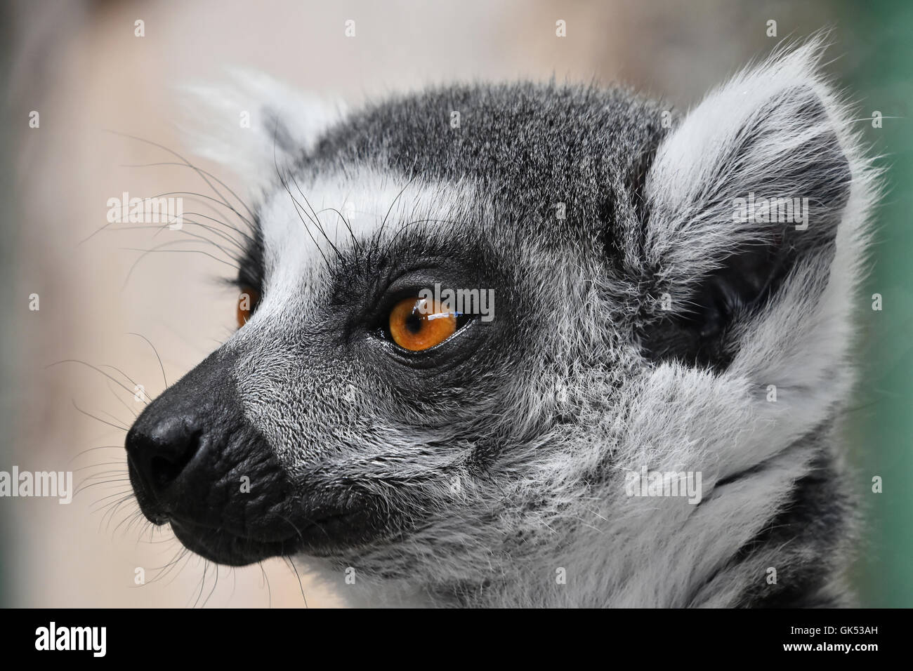 Close up portrait of one cute ring-tailed lemur (aka lemur catta, maky ...