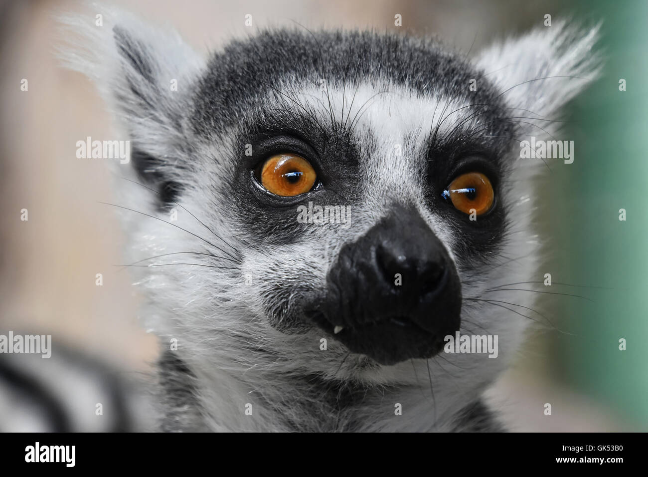 Close up portrait of one cute ring-tailed lemur (aka lemur catta, maky ...