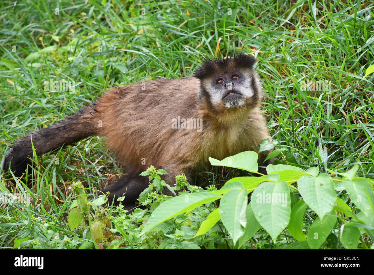 Brown (or tufted) capuchin monkey (Cebus apella) male in green grass ...