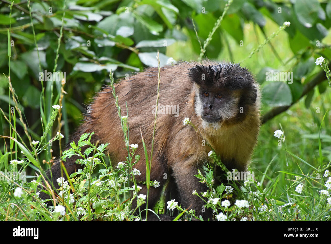 Brown (or tufted) capuchin monkey (Cebus apella) male in green grass ...