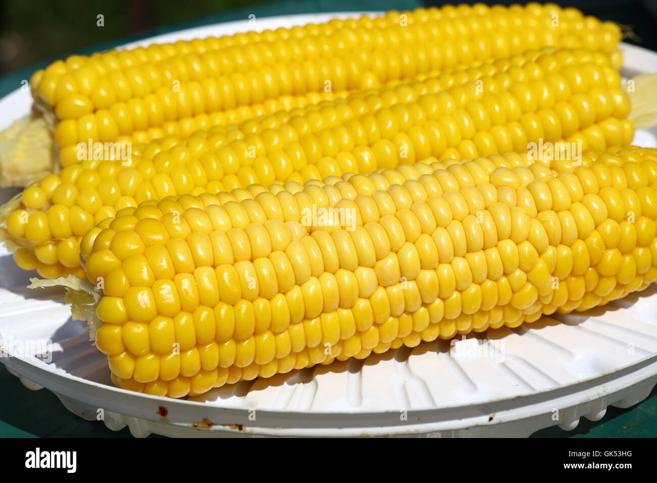 Three fresh boiled yellow corn cobs on white plastic plate for picnic ...