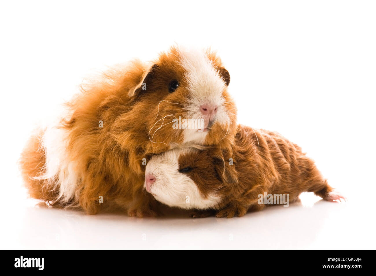 isolated animal pet Stock Photo - Alamy