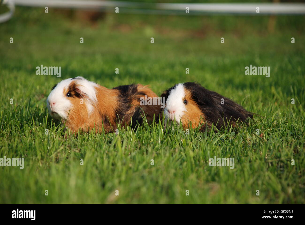 pet portrait rodent Stock Photo - Alamy