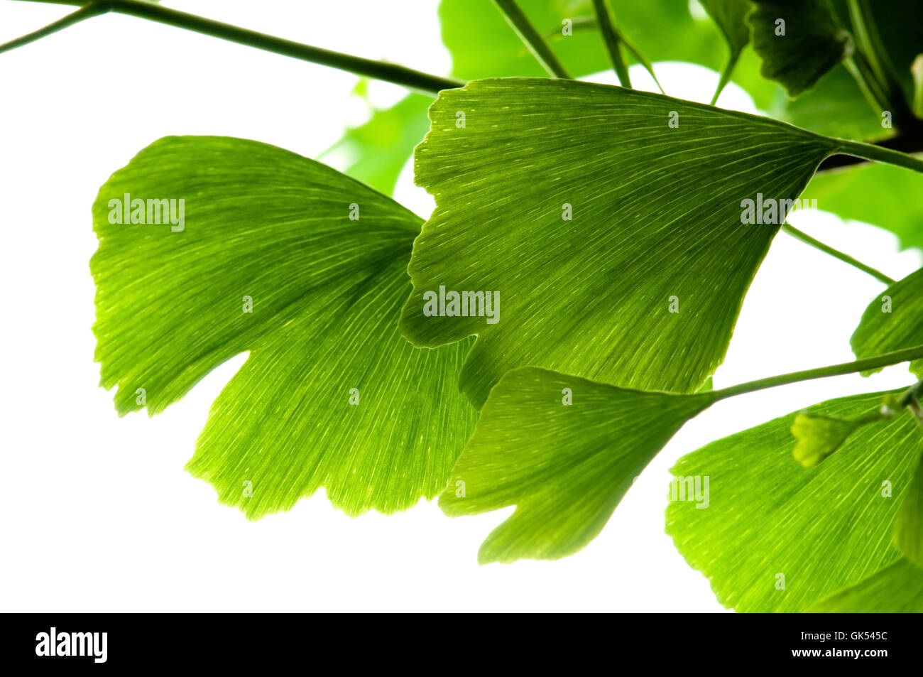 leaf health isolated Stock Photo - Alamy