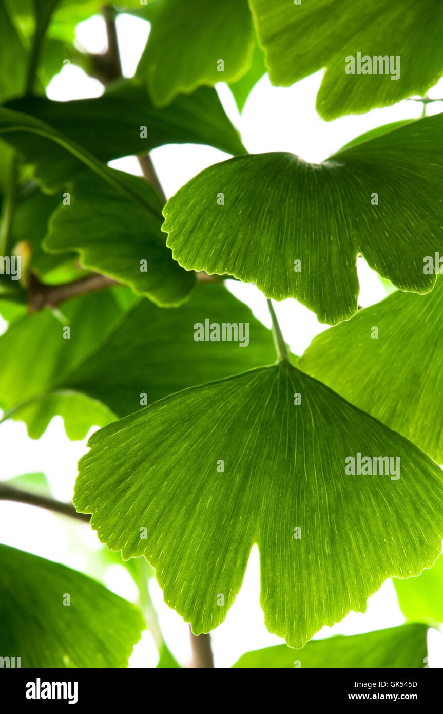 Leaf health isolated grow hi-res stock photography and images - Alamy