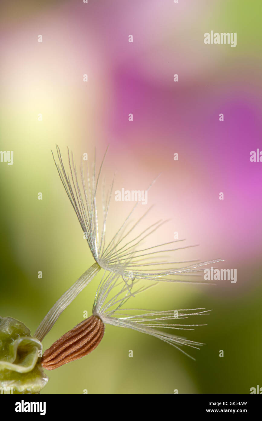blue single closeup Stock Photo - Alamy