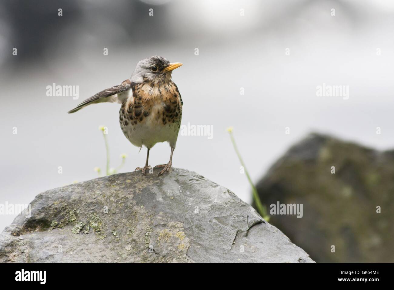 Thrush bird hi-res stock photography and images - Alamy