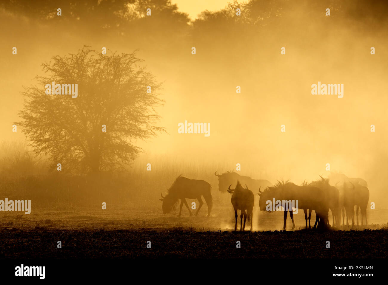 desert wasteland dust Stock Photo - Alamy
