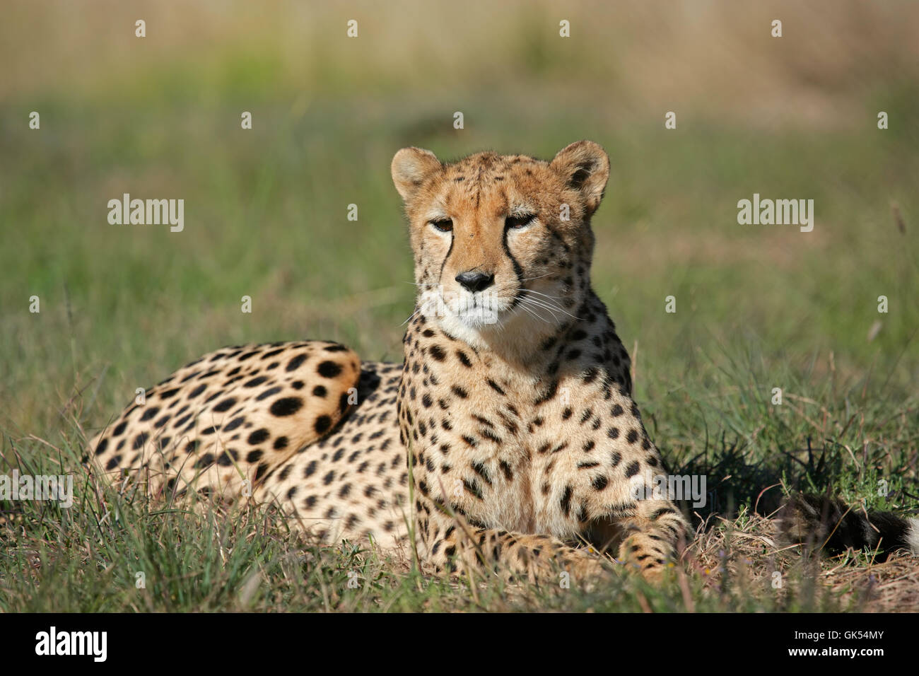 africa wildlife predator Stock Photo - Alamy