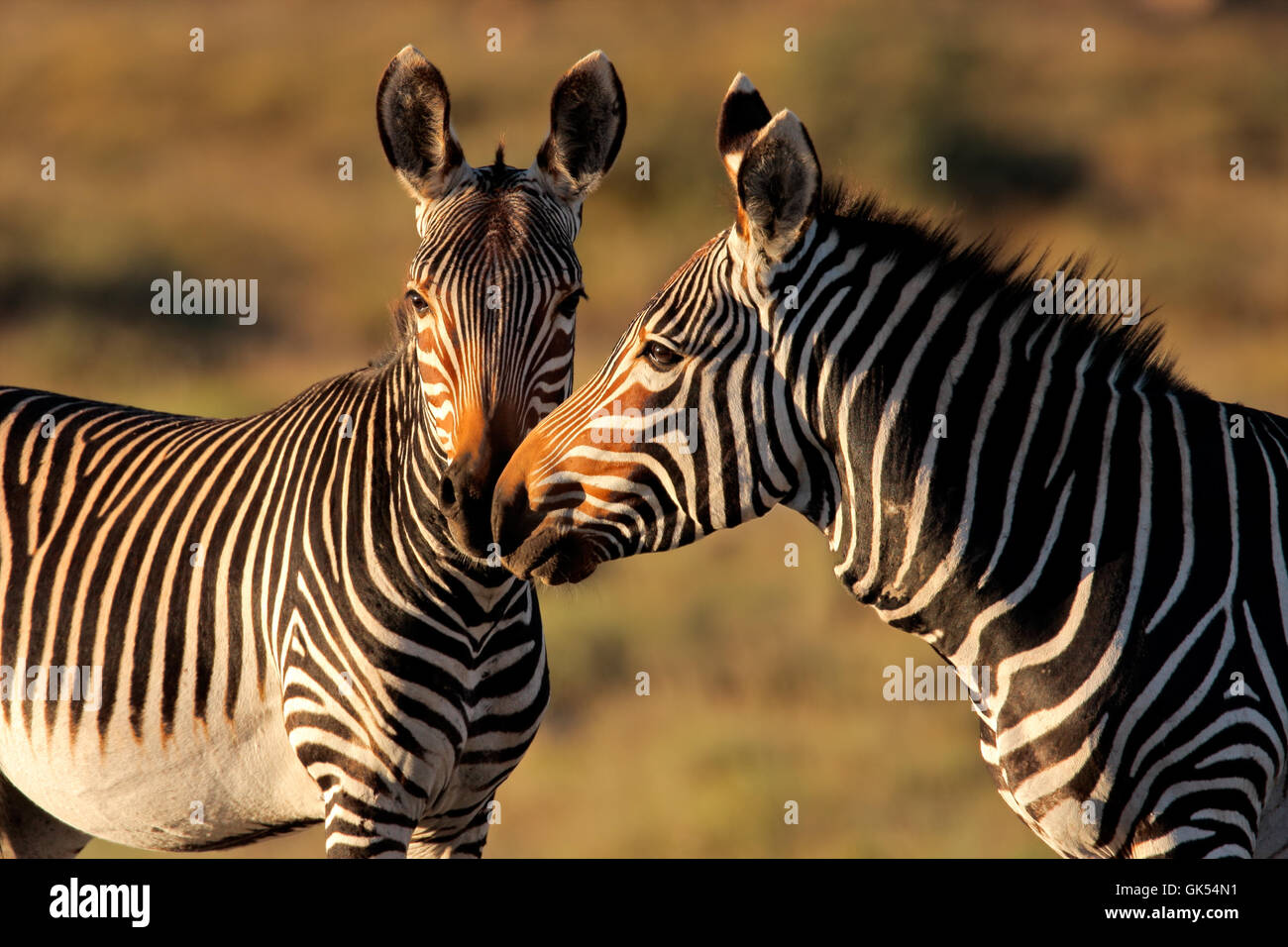 Portrait zebra hi-res stock photography and images - Alamy