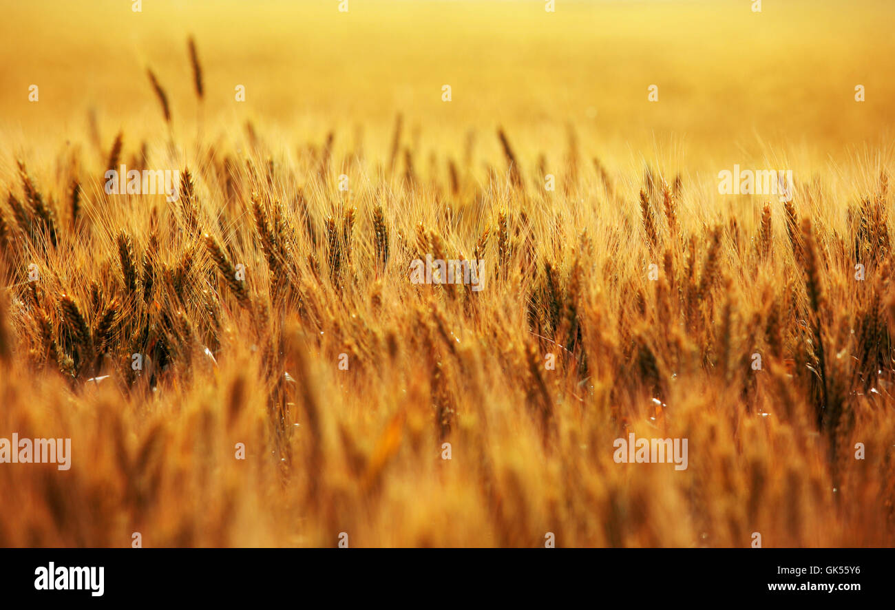agriculture farming grain Stock Photo - Alamy