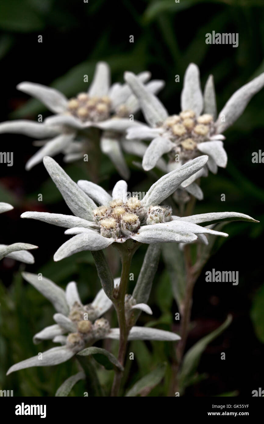 alpine flowers edelweiss dying out Stock Photo - Alamy