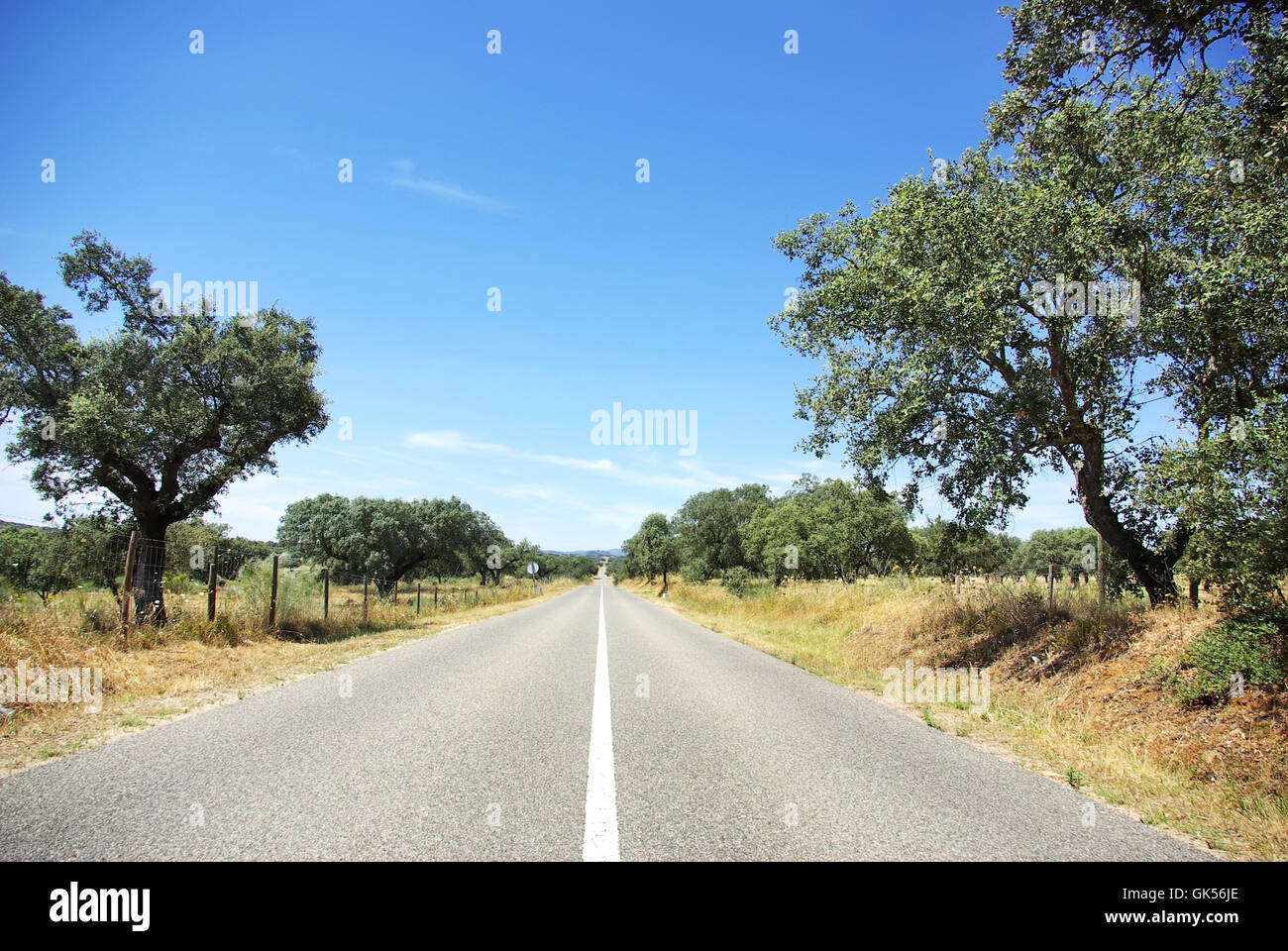 tree horizon field Stock Photo - Alamy
