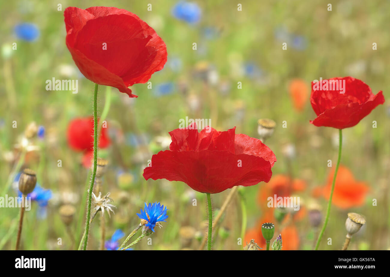 flower meadow poppy summer meadow Stock Photo - Alamy