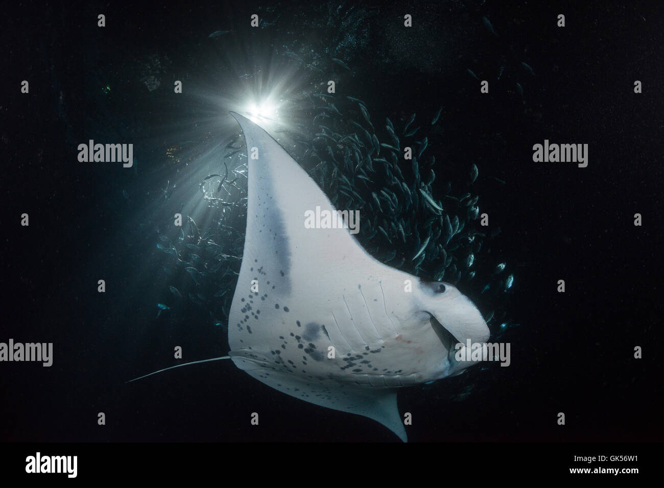 reef manta ray, Manta alfredi, feeding among Hawaiian flagtail or ...