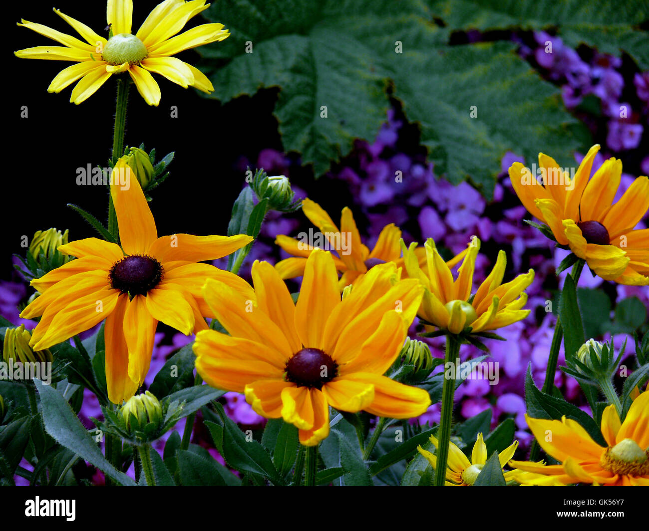 garden plant bloom Stock Photo - Alamy