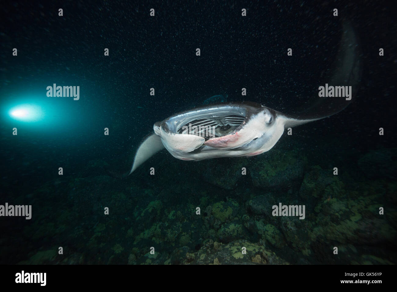 reef manta ray, Manta alfredi, feeding among Hawaiian flagtail or ...
