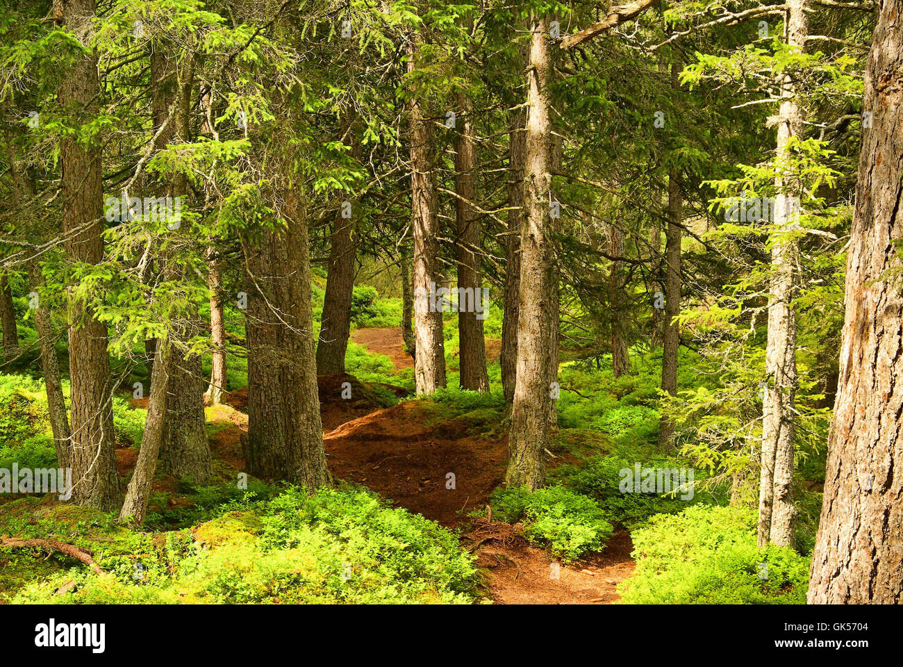 Swamp moor hi-res stock photography and images - Alamy