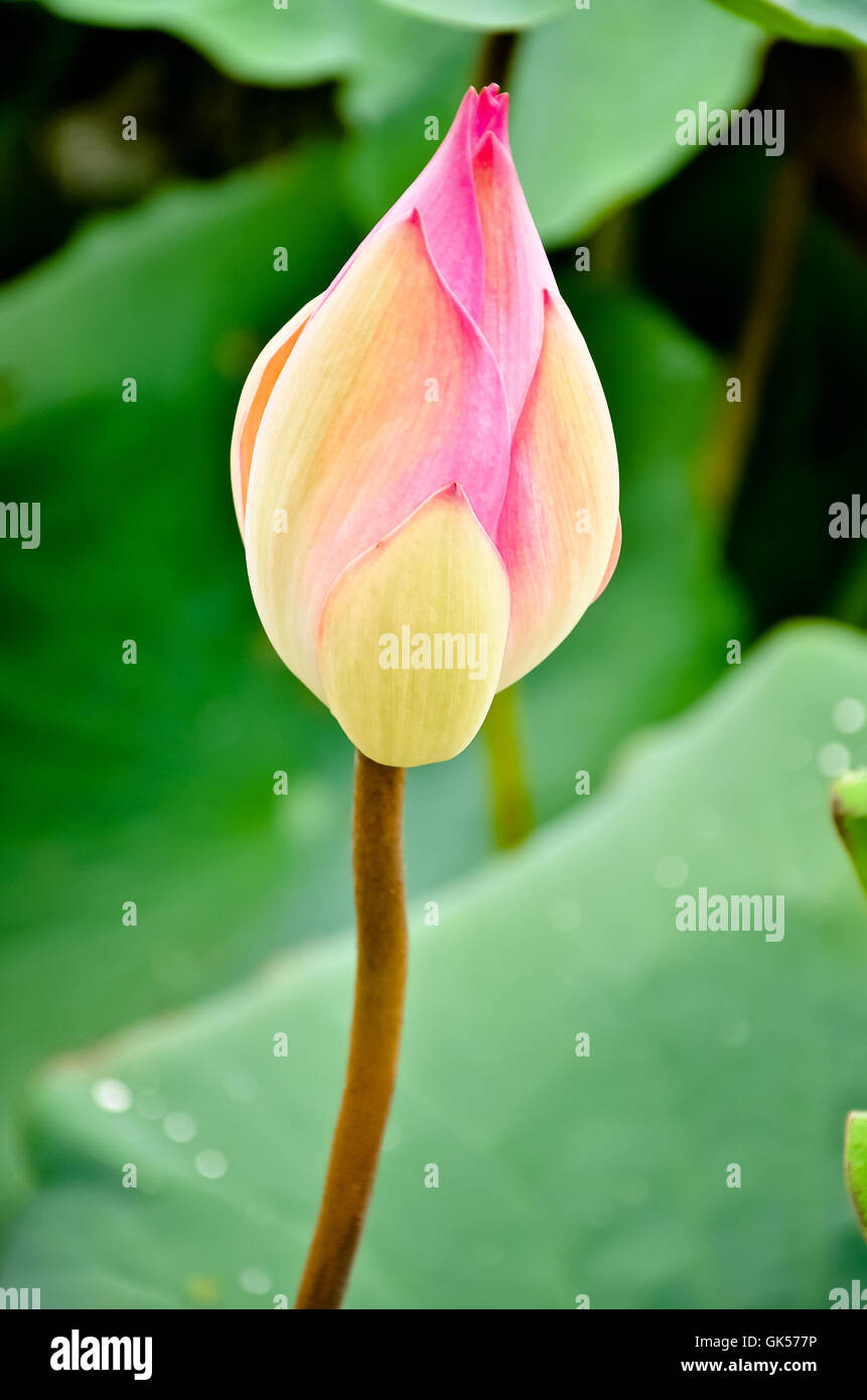 Lotus flower and Lotus flower plants Stock Photo - Alamy