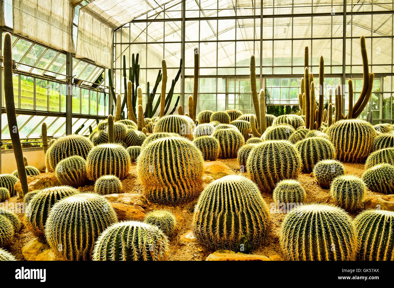 Cactus planted in a botanical garden Stock Photo - Alamy