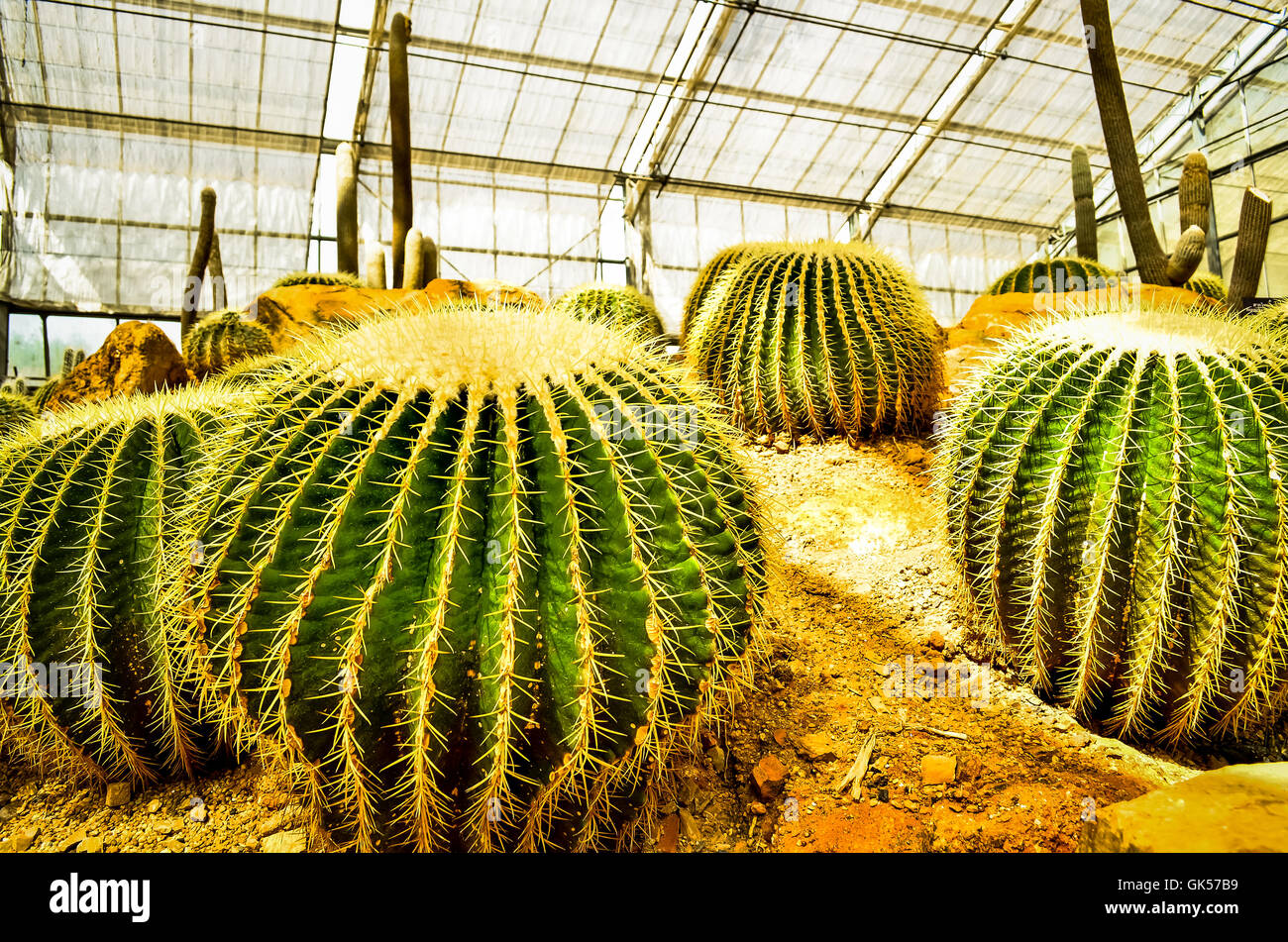 Cactus planted in a botanical garden Stock Photo - Alamy