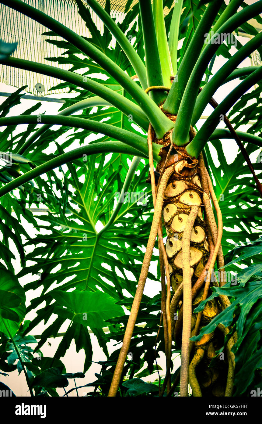 forest tree in botanic garden Stock Photo - Alamy