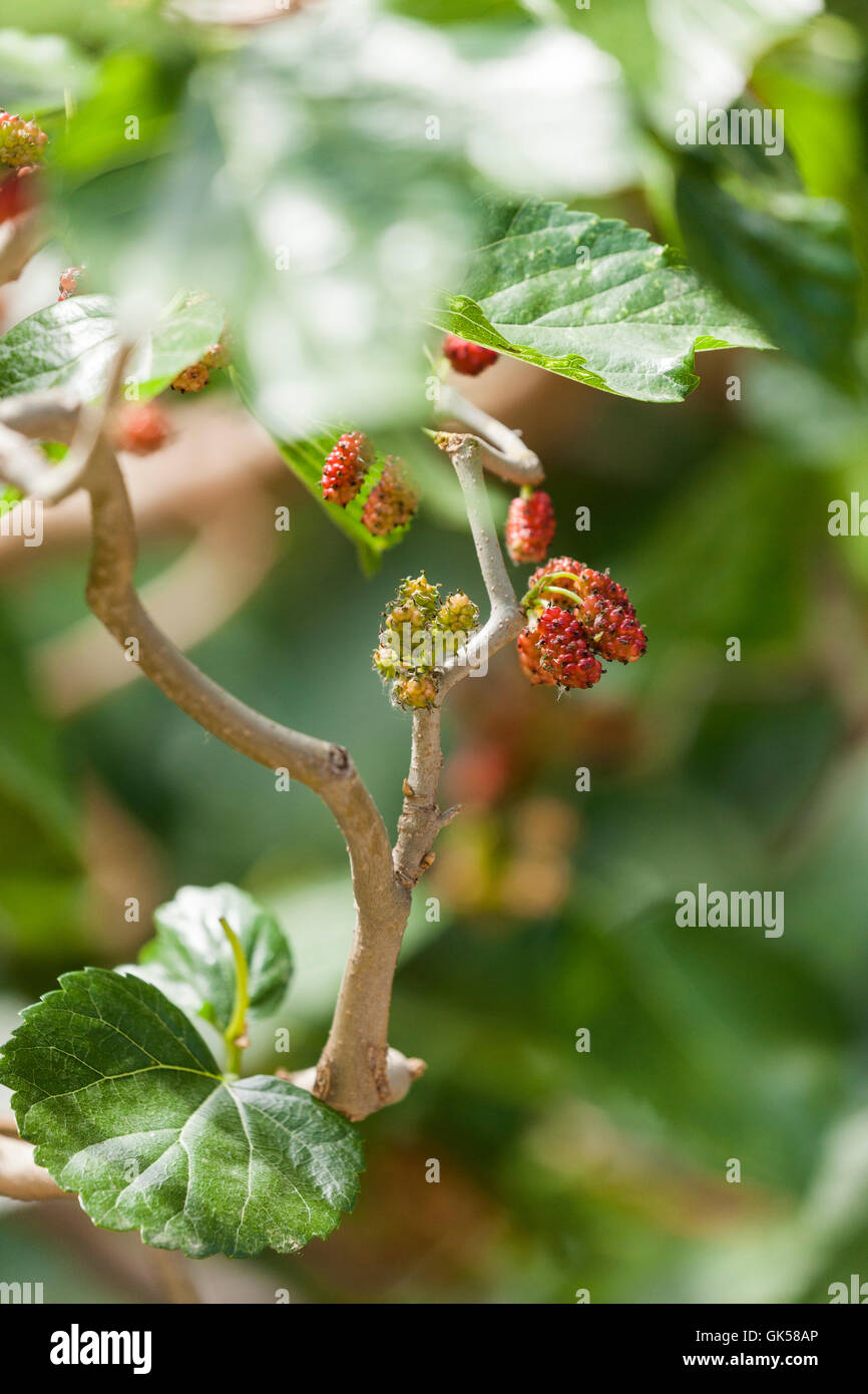 Mulberry yard hi-res stock photography and images - Alamy