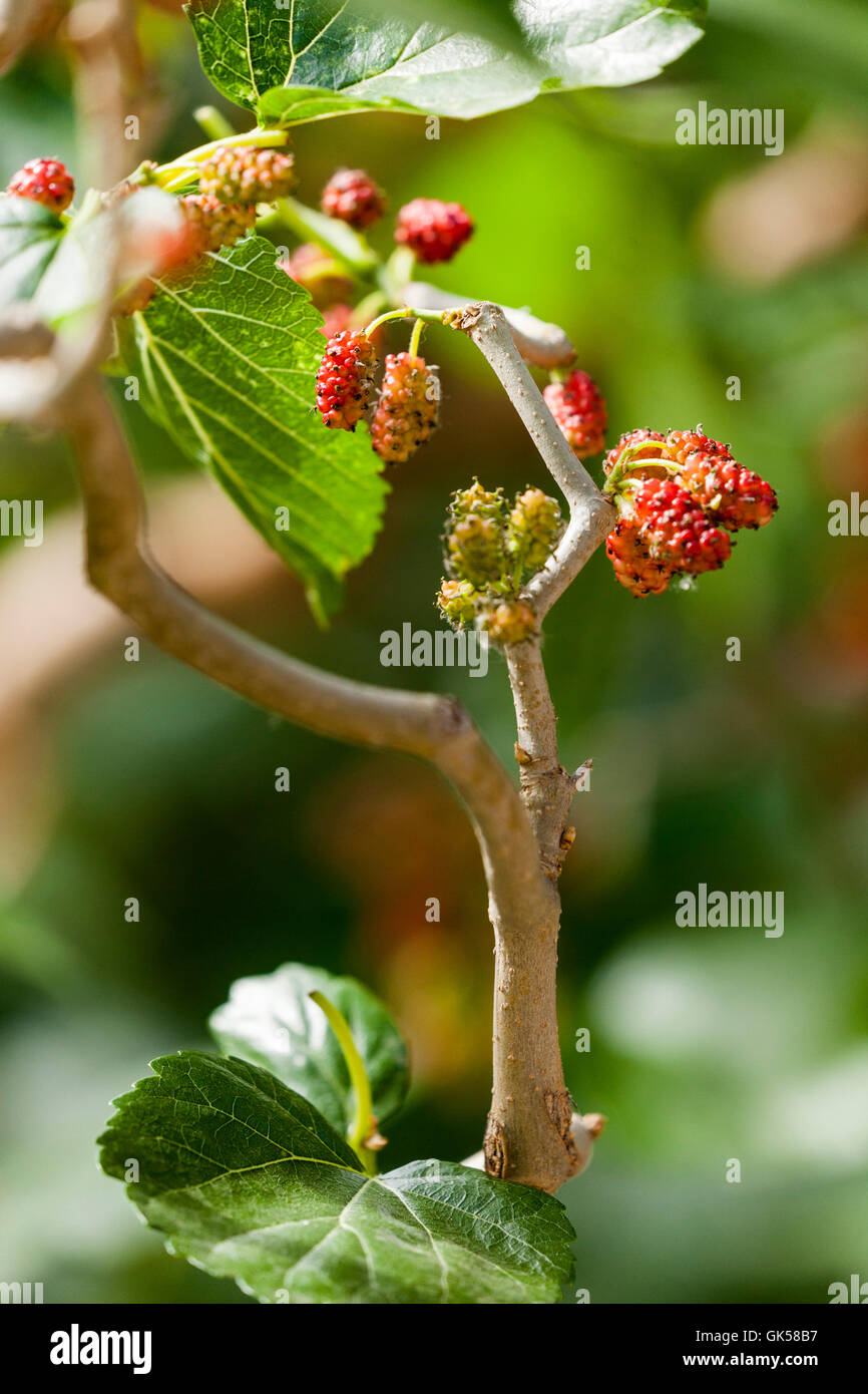 Mulberry yard hi-res stock photography and images - Alamy