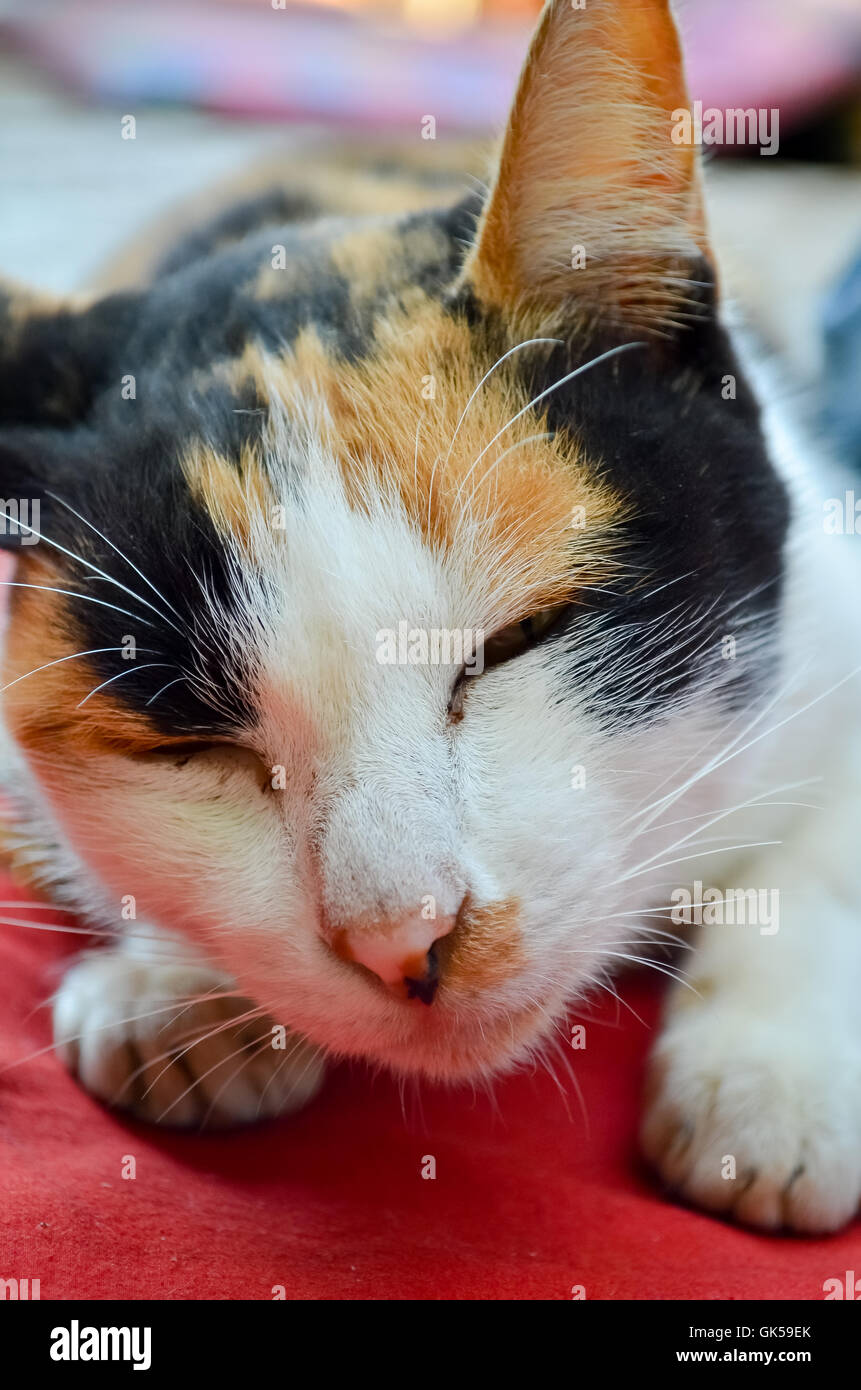 three-color cat Stock Photo - Alamy