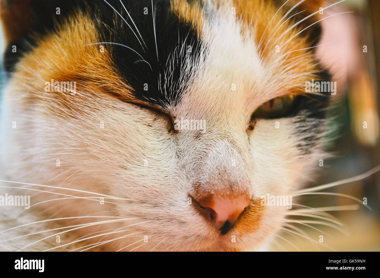 three-color cat Stock Photo - Alamy