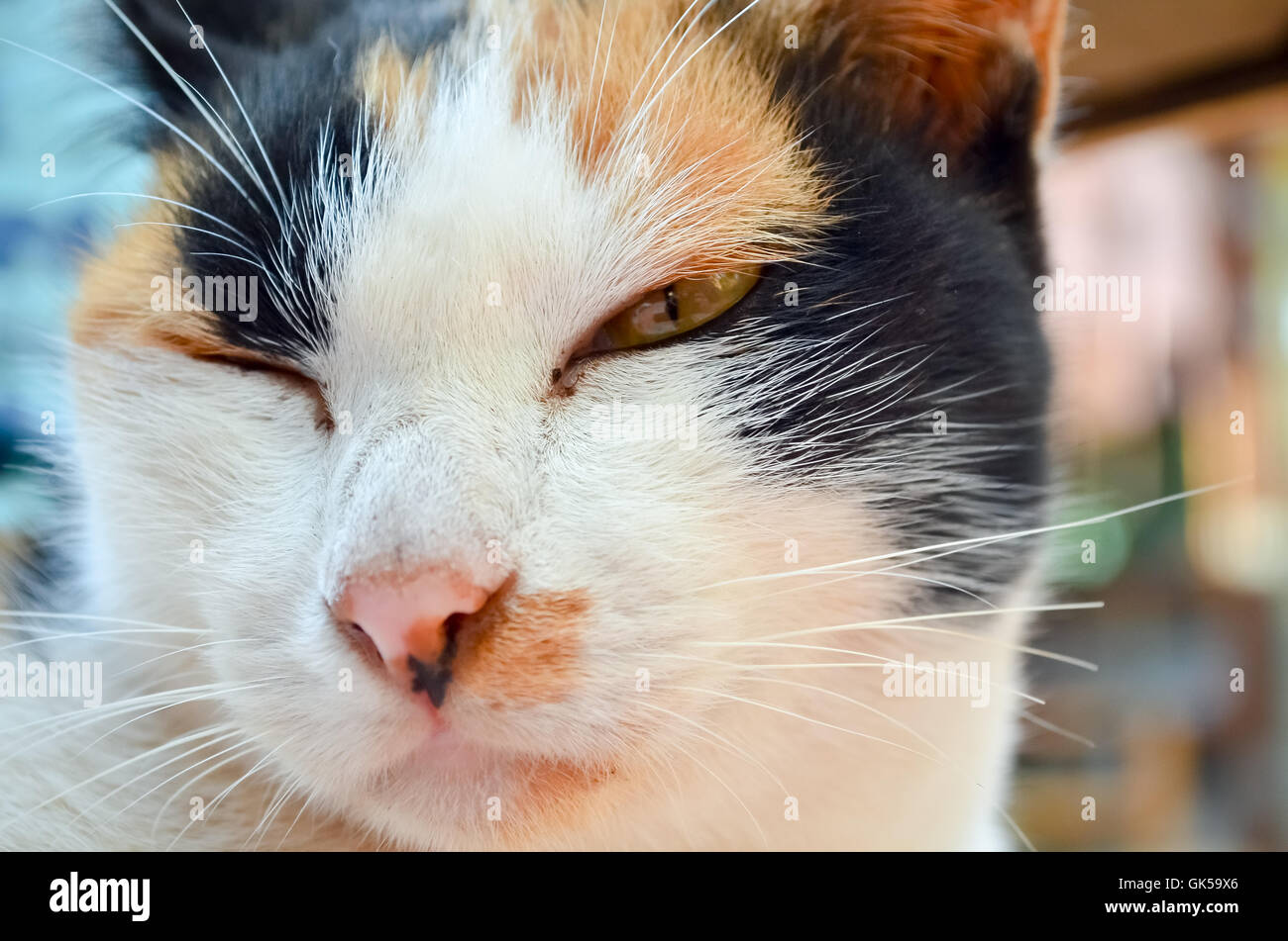 three-color cat Stock Photo - Alamy