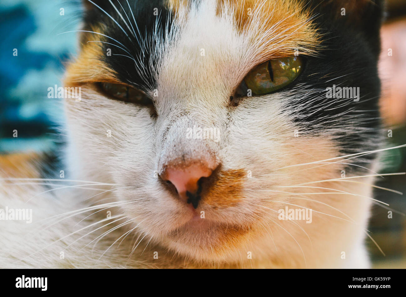 three-color cat Stock Photo - Alamy