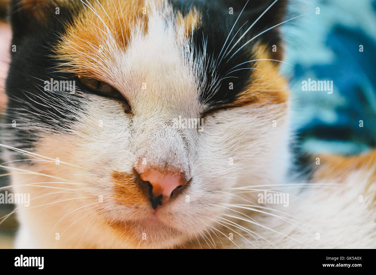 three-color cat Stock Photo - Alamy