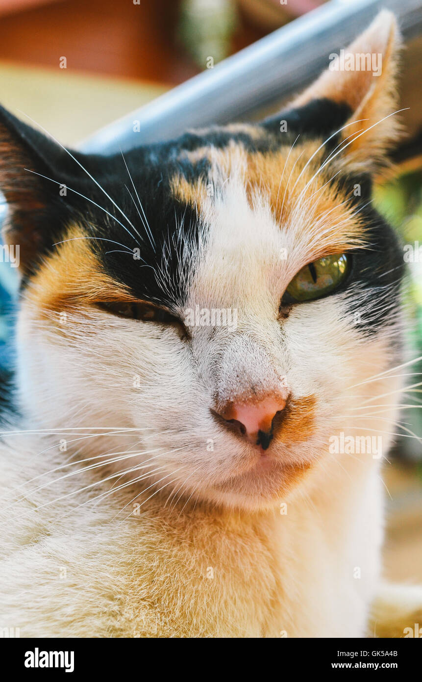 three-color cat Stock Photo - Alamy