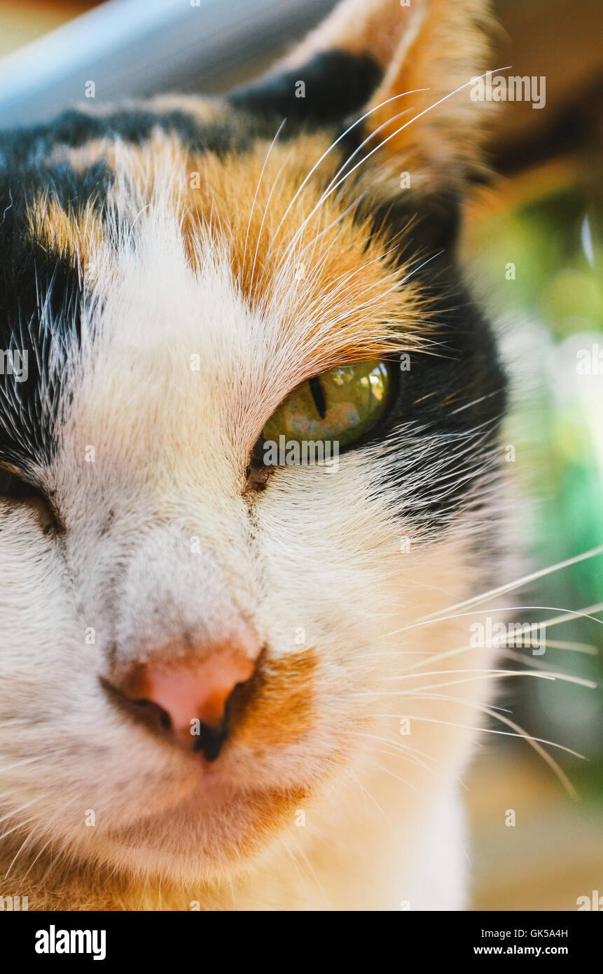 three-color cat Stock Photo - Alamy