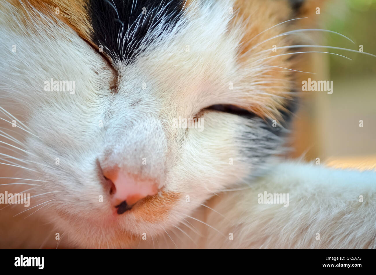 three-color cat Stock Photo - Alamy