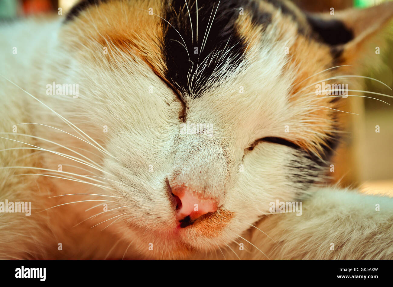three-color cat Stock Photo - Alamy