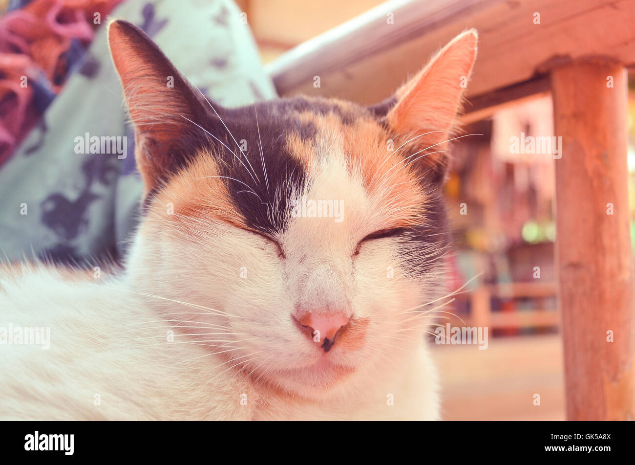 three-color cat Stock Photo - Alamy