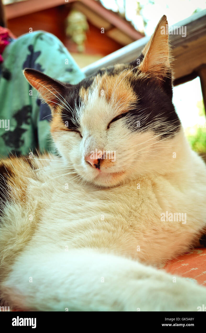 three-color cat Stock Photo - Alamy