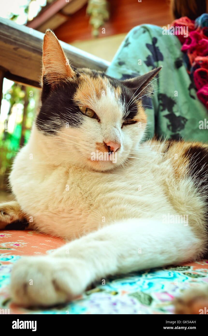 three-color cat Stock Photo - Alamy