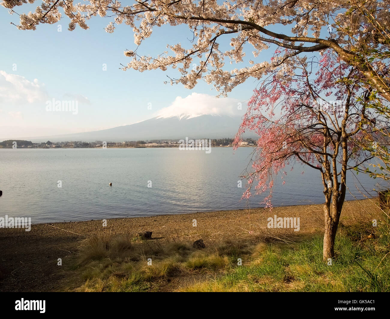 Mt Fuji and Cherry Blossom at lake Kawaguchiko Stock Photo - Alamy