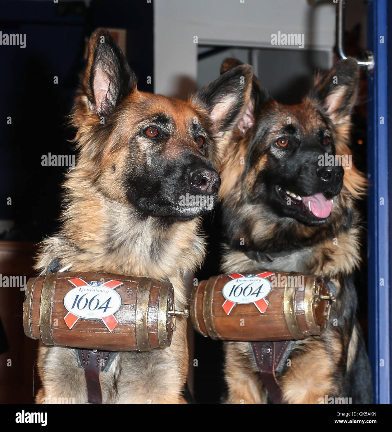 Beer barrel for dogs hi-res stock photography and images - Alamy