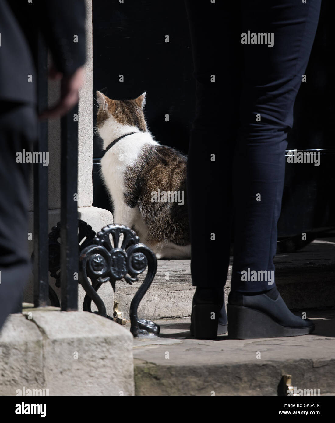 Larry the cat enjoys the sunshine in Downing Street during the visit of ...