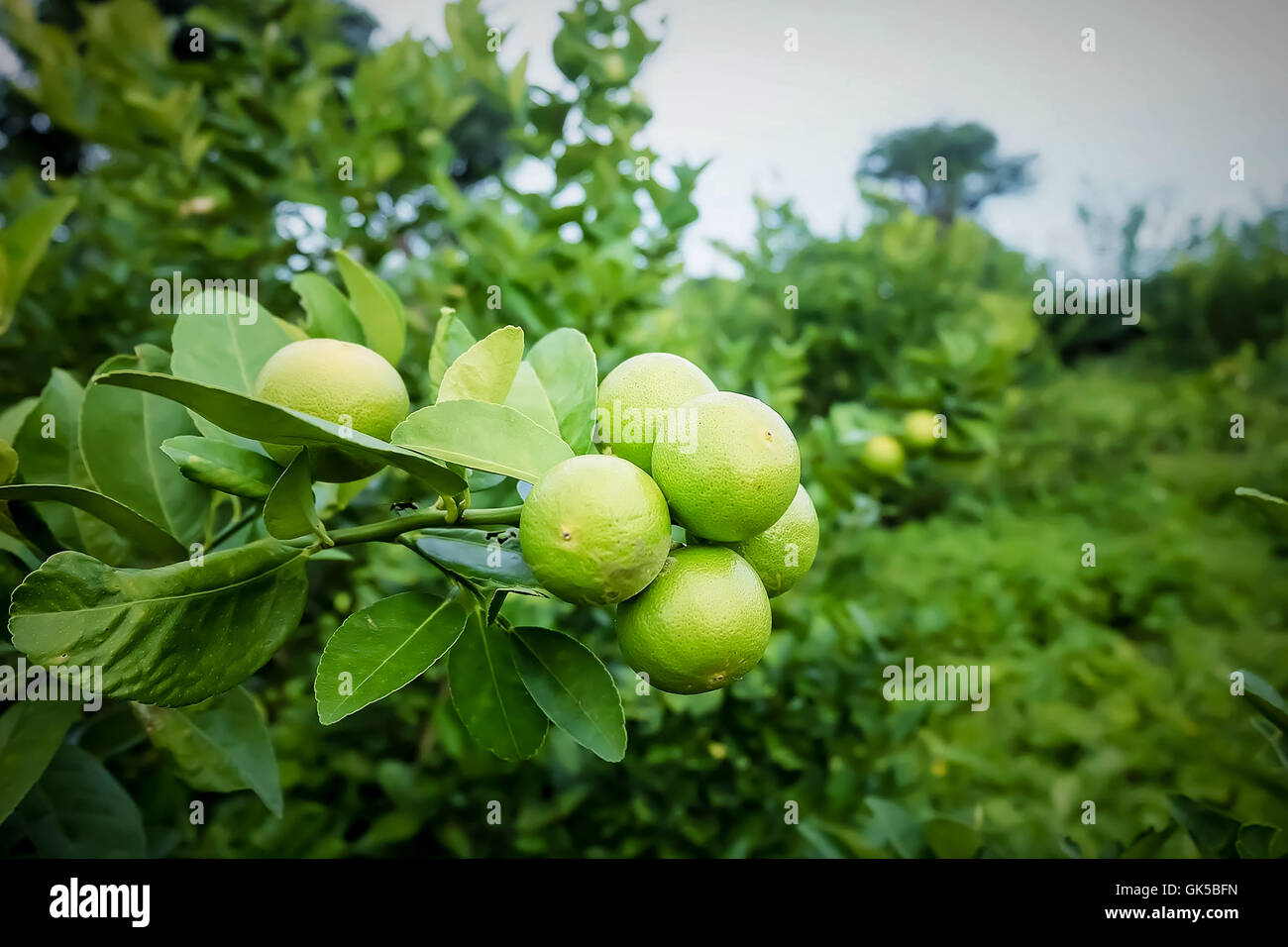 Ripe Lemons High Resolution Stock Photography and Images - Alamy
