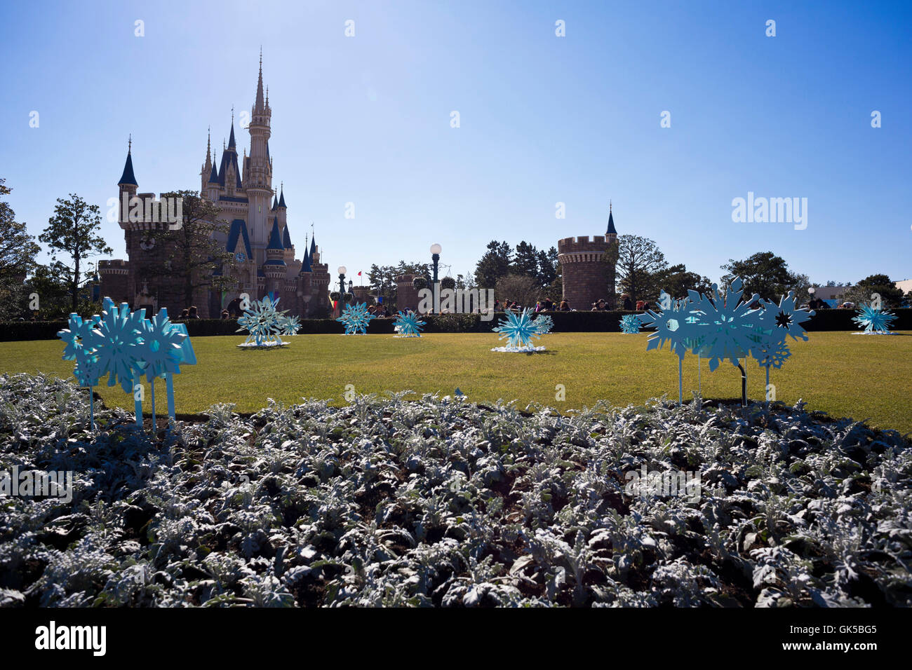 Pink tulip flowers in Tokyo Disneyland Stock Photo - Alamy