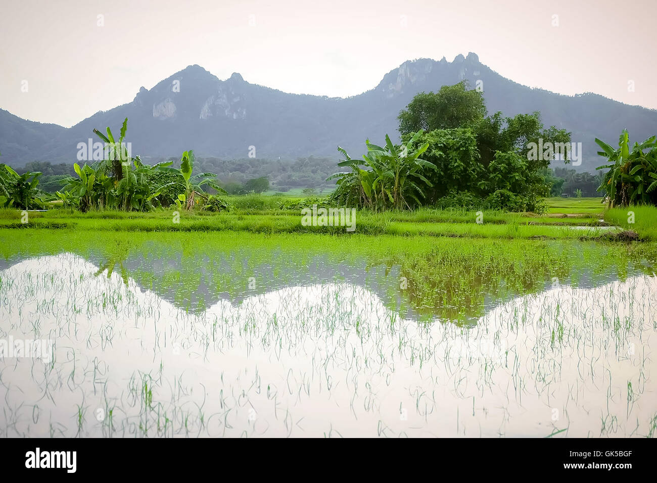 Early rice plantation hi-res stock photography and images - Alamy